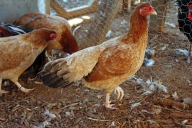 Breed Profile: Cubalaya Chicken - Backyard Poultry